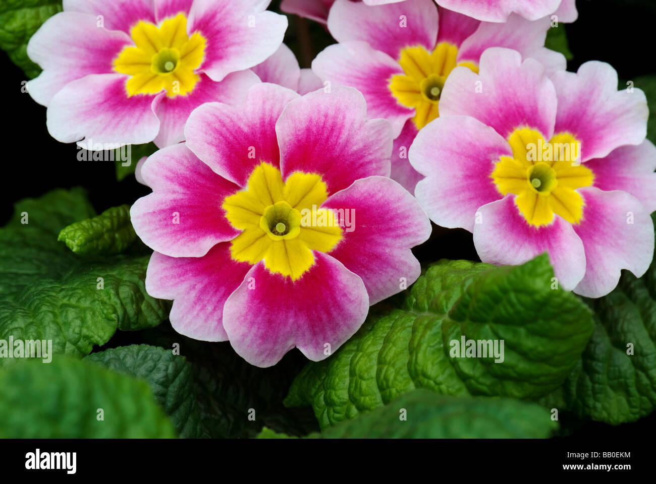 Primula vulgaris Primrose Stock Photo - Alamy