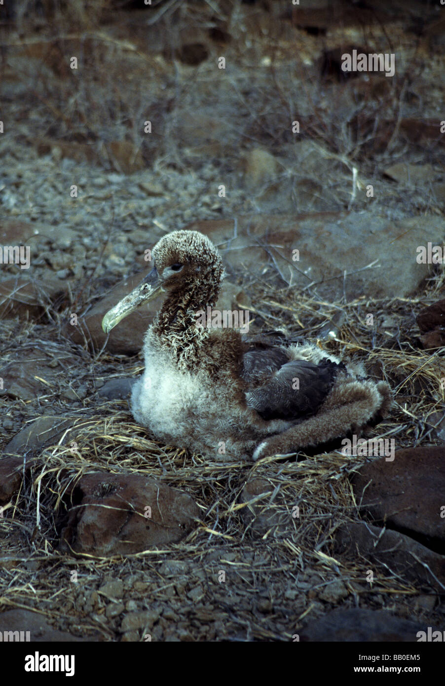 Nestling albatross on the nest hi-res stock photography and images - Alamy
