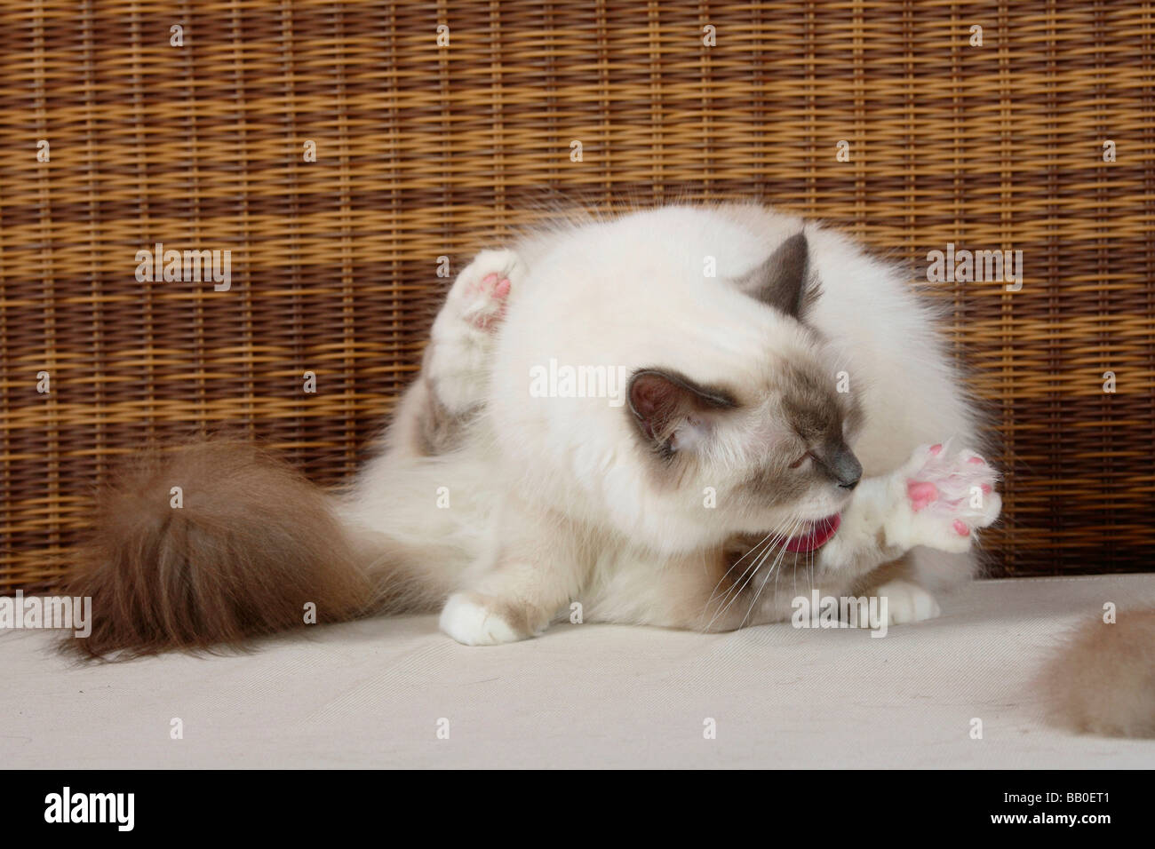 Sacred Cat of Birma blue point Birman Stock Photo - Alamy