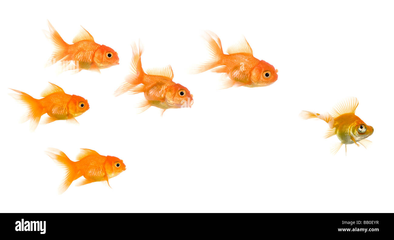 School of Goldfish in front on a white background Stock Photo - Alamy