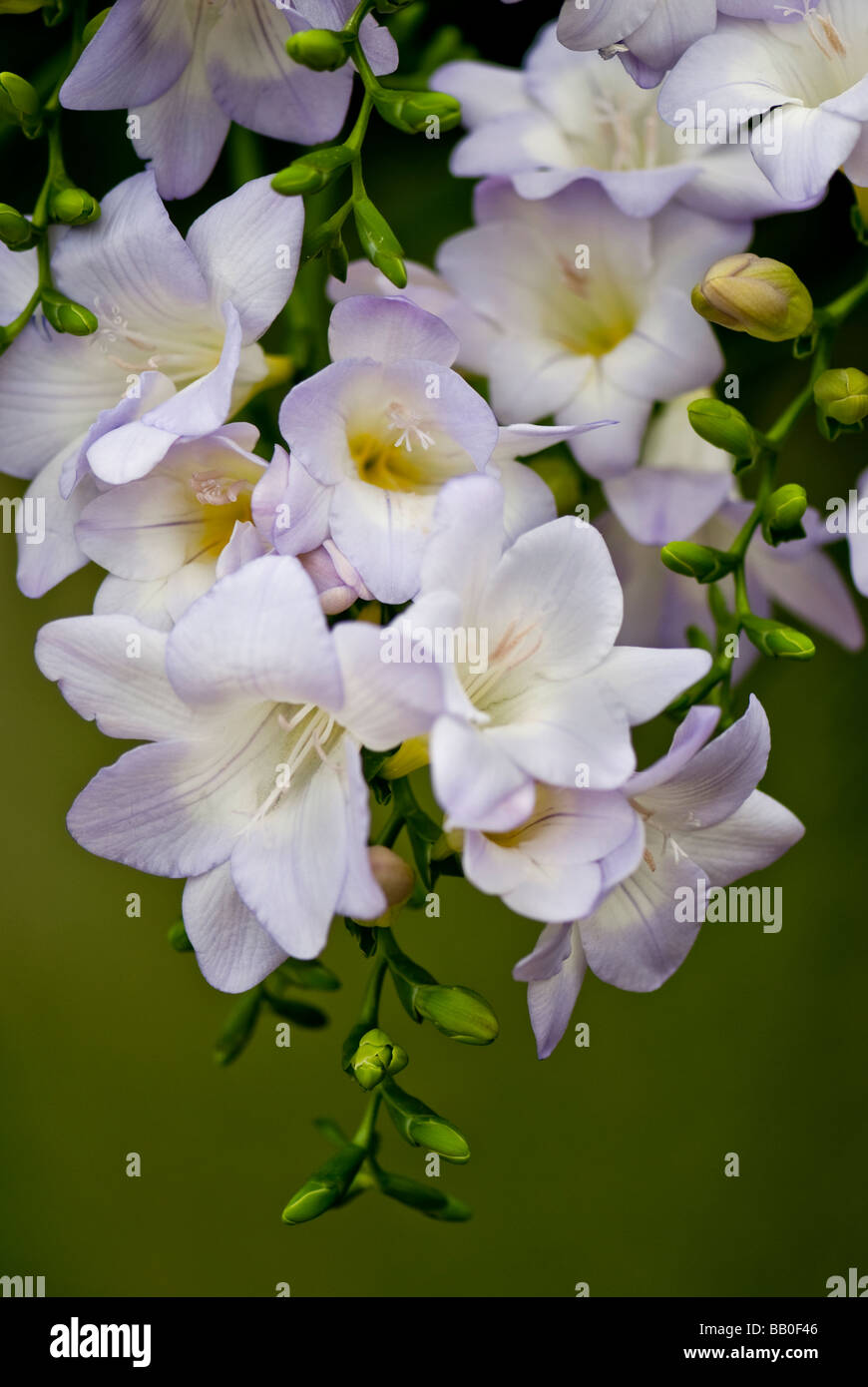 Freesia flower hi-res stock photography and images - Alamy