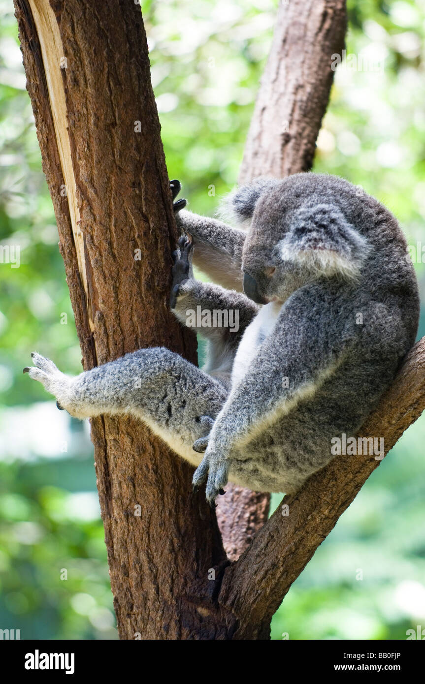 Sleeping Koala in Taronga Zoo, Sydney, Australia Stock Photo - Alamy