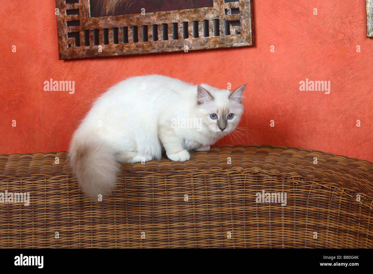 Sacred Cat of Birma blue tabby point 5 month Birman Stock Photo - Alamy