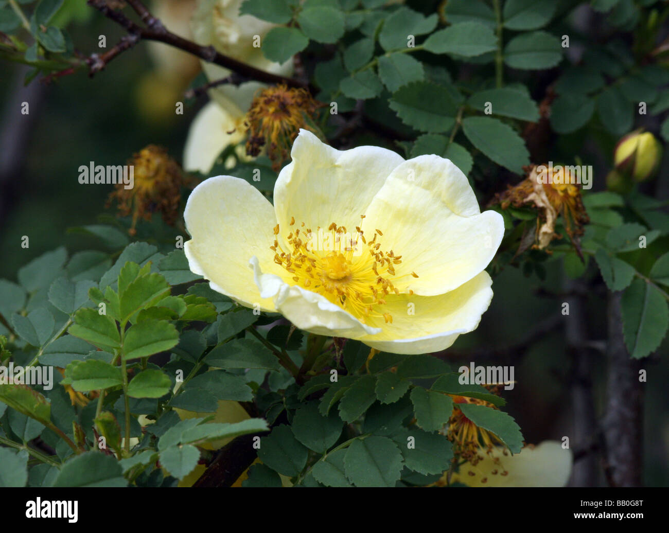 A delicate Canary Bird Shrub Rose Stock Photo - Alamy