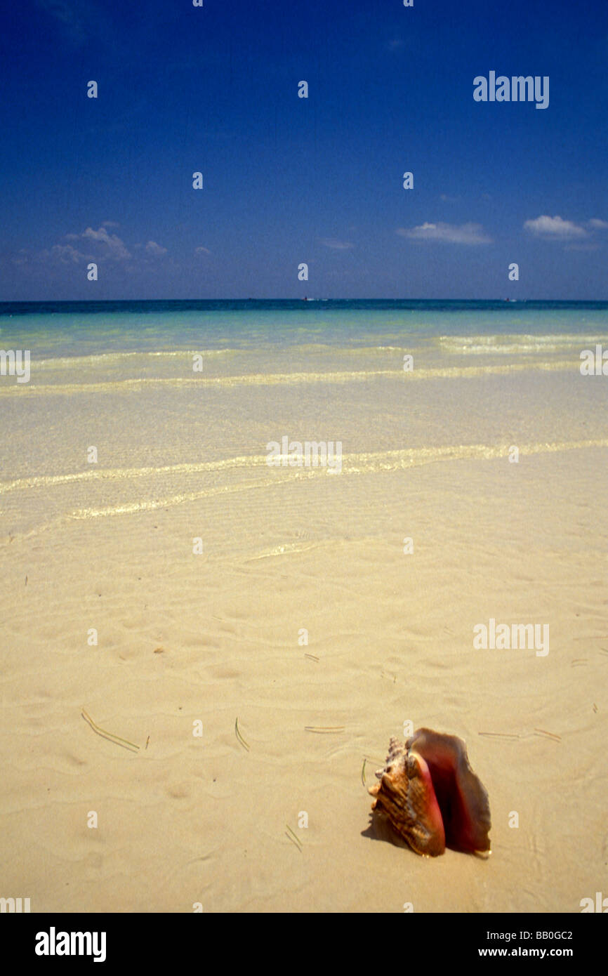 Shell on Caribbean Beach with Colorful Blue Water Stock Photo - Alamy
