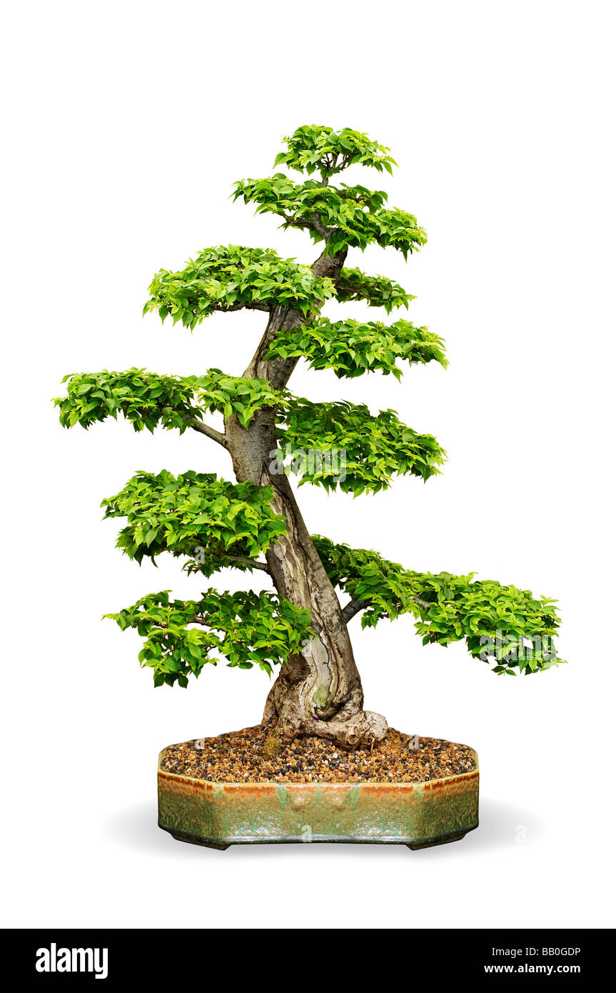 The japanese art of mini trees hi-res stock photography and images - Alamy