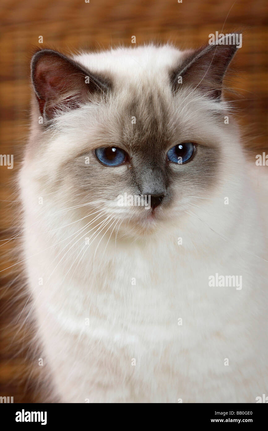 Sacred Cat of Birma blue point Birman Stock Photo - Alamy