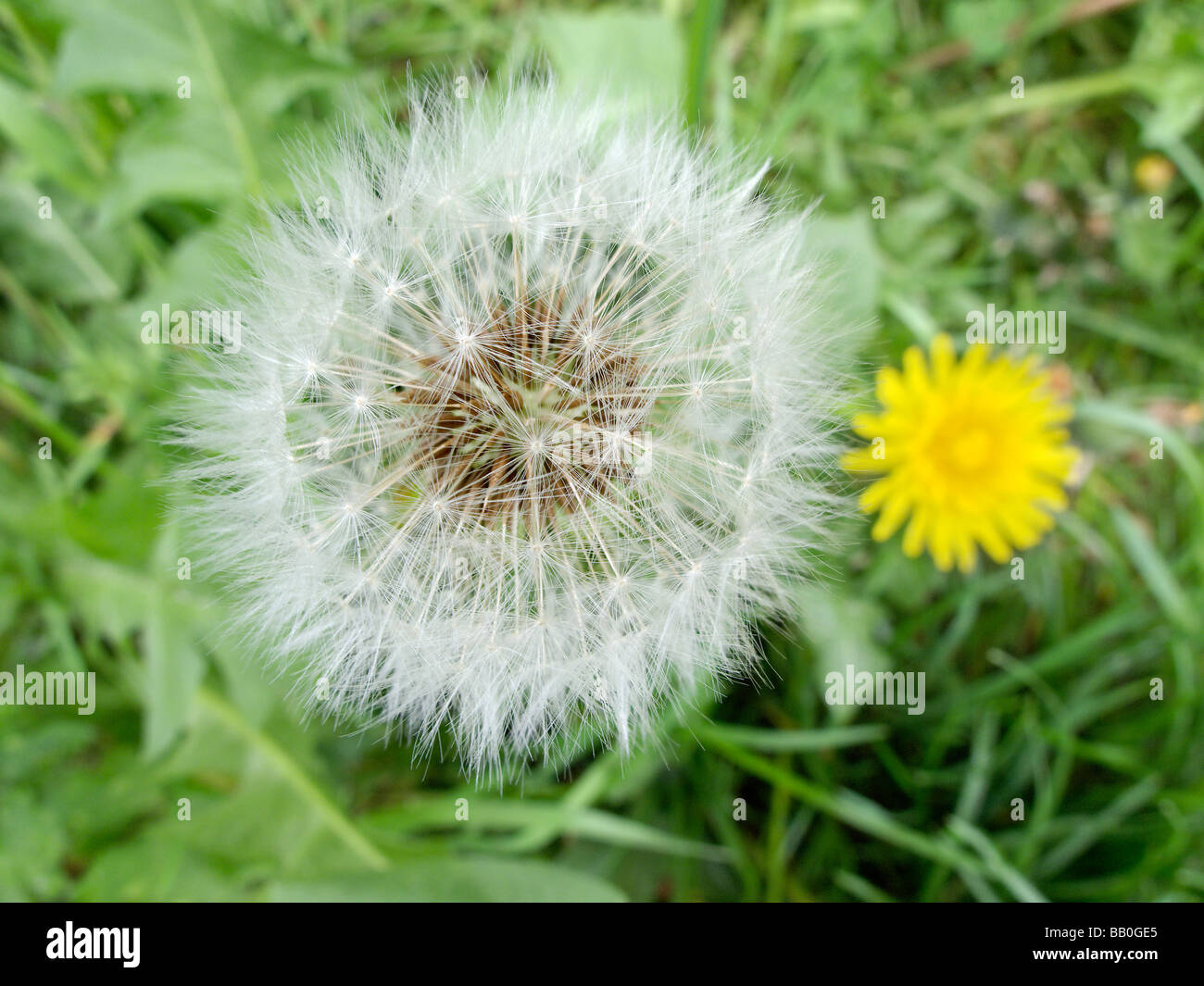 Dandelion head and flower, Abbey Fish Ponds Nature Reserve Oxfordshire ...