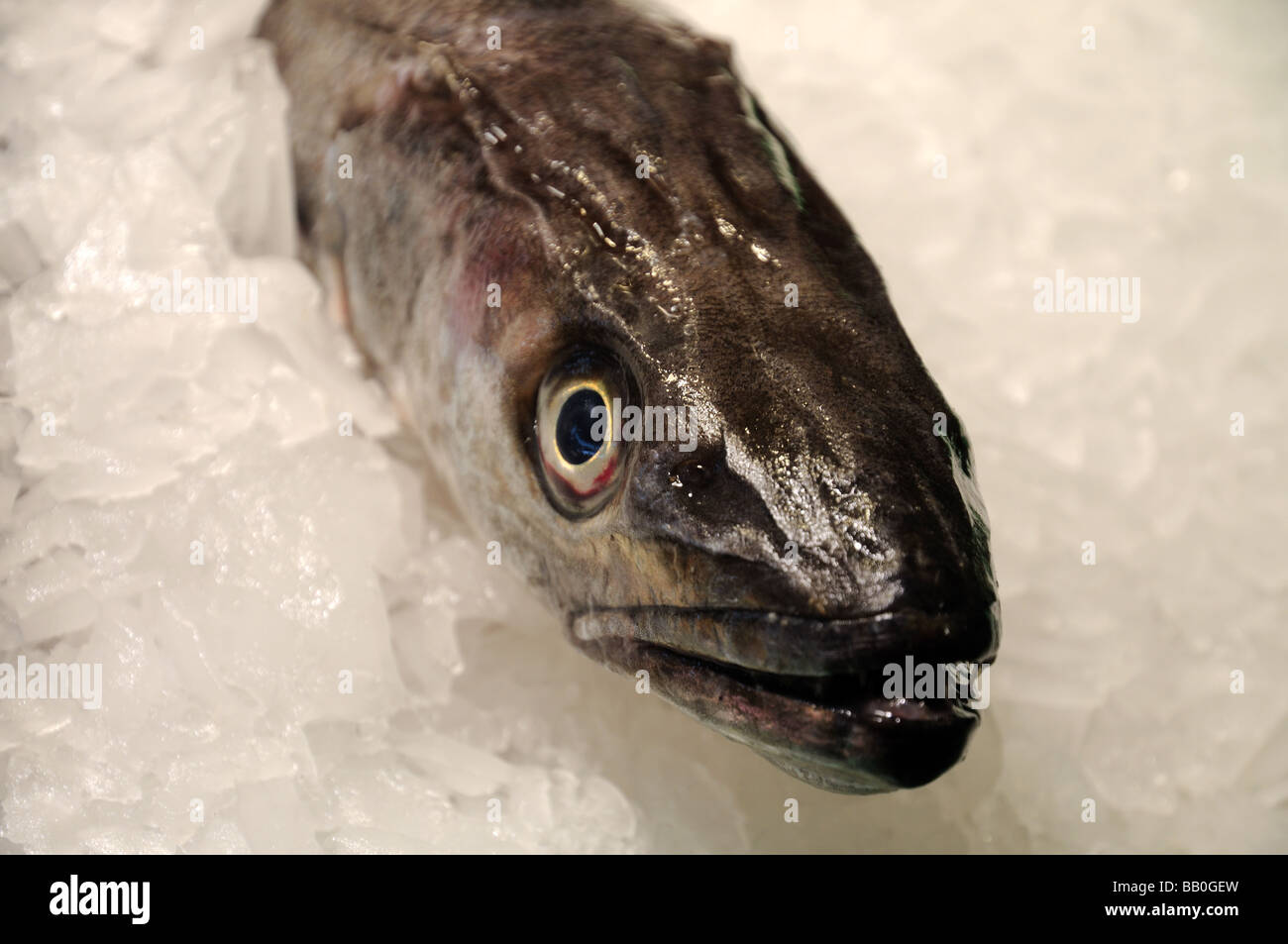 Fish on ice at market Stock Photo - Alamy