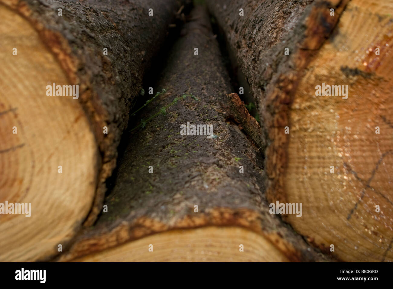 Cut down tree logs Stock Photo - Alamy