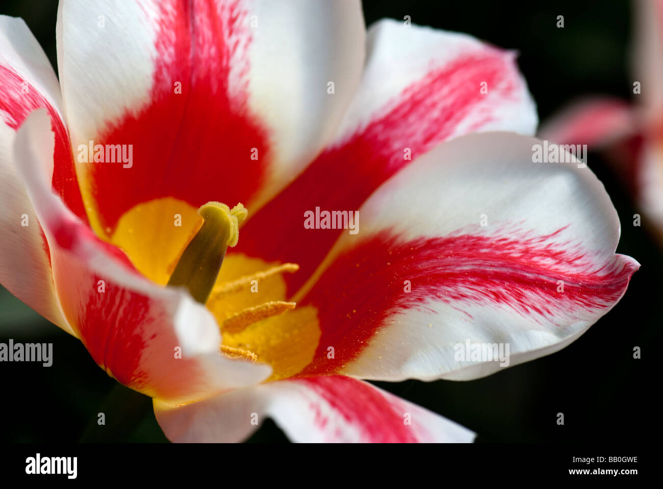 Tulipa coors hi-res stock photography and images - Alamy