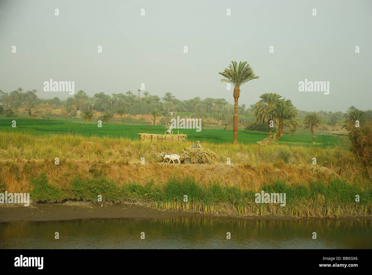 Africa Middle East Egypt Egyptian green fields along a canal in the ...