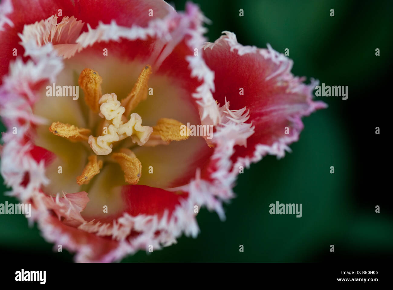 Tulip fringe flower hi-res stock photography and images - Alamy