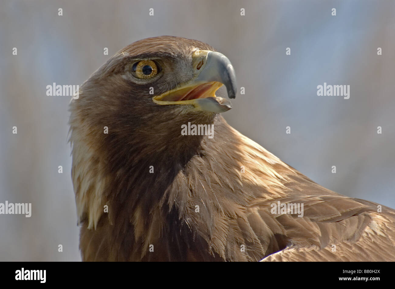 Close-up of a Golden Eagle Stock Photo - Alamy