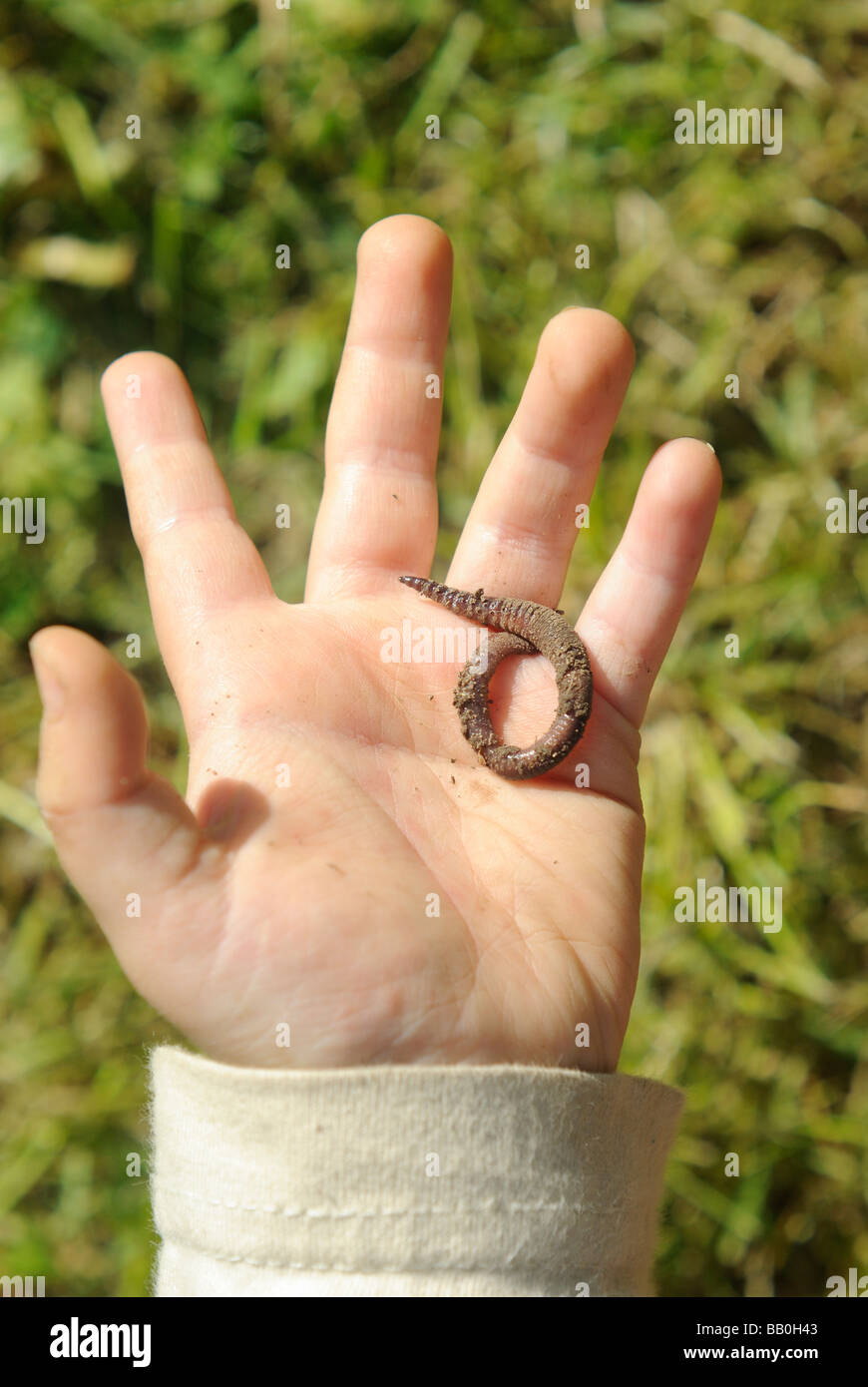 Child blond boy holding earthworm Stock Photo - Alamy