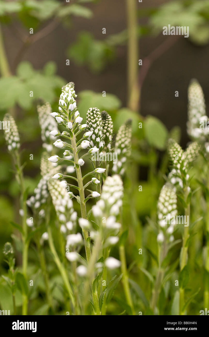 Bunch of foxgloves hi-res stock photography and images - Alamy