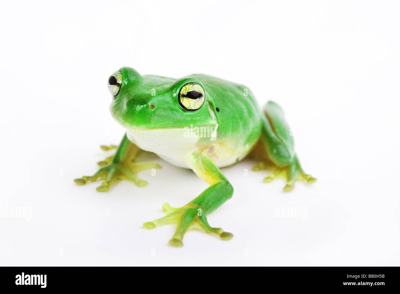 Little tree frog on white background close up Stock Photo - Alamy
