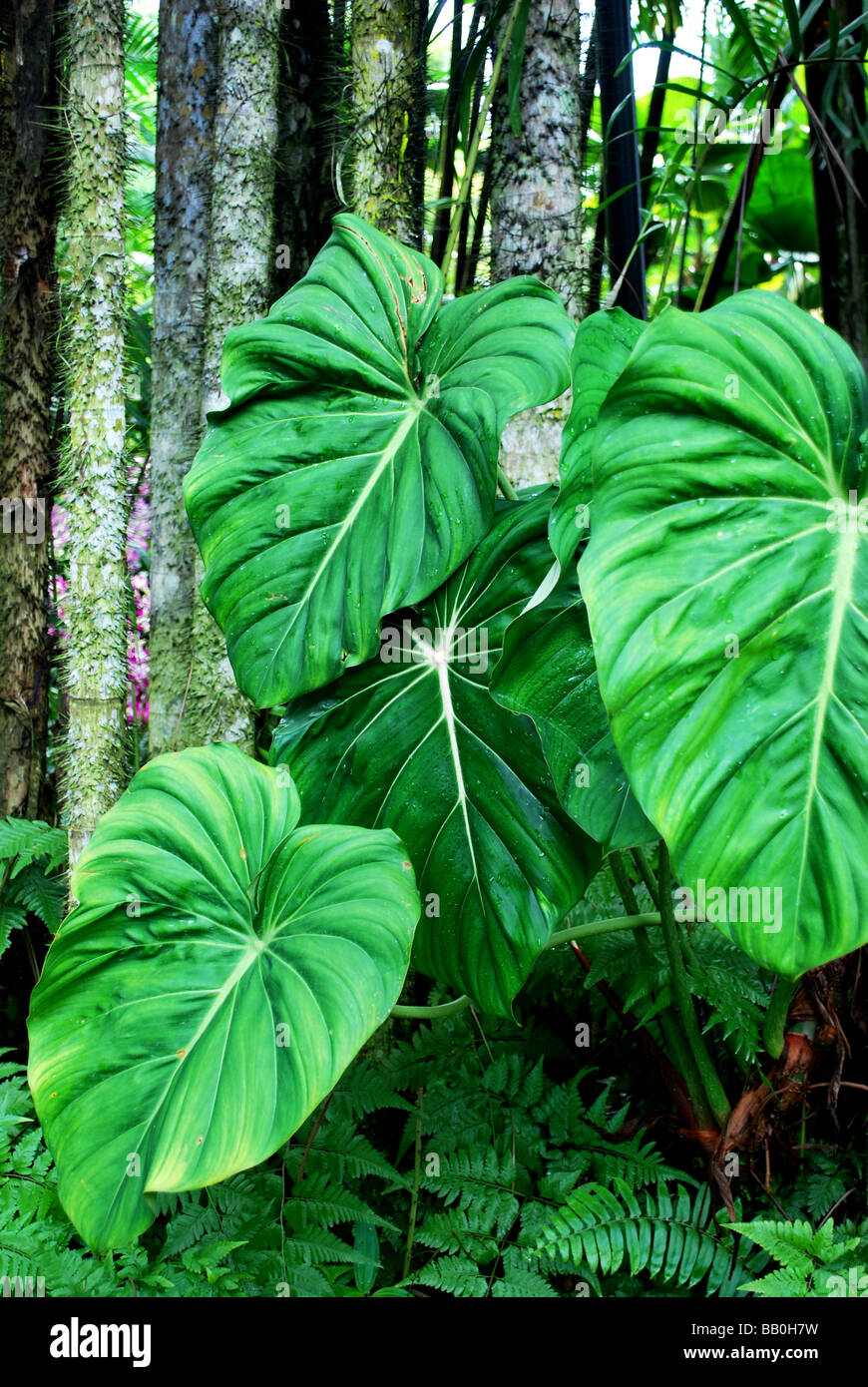 Giant leaves in the jungle Stock Photo - Alamy