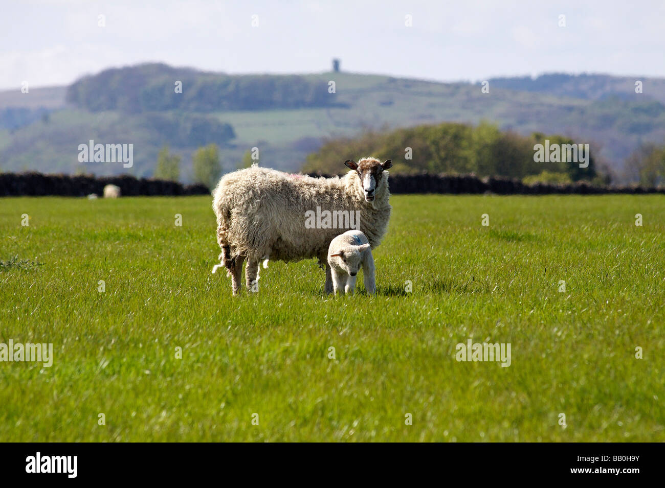 Sheep and lamb in English Countryside Stock Photo - Alamy