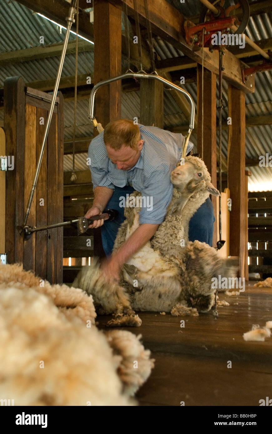 Sheep shearing shed australia hi-res stock photography and images - Alamy