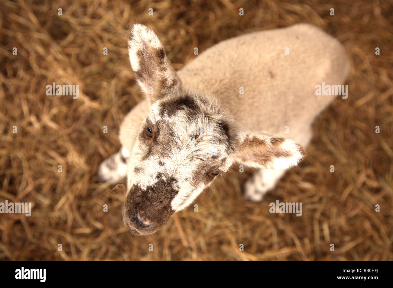 Baby lamb in spring Stock Photo - Alamy
