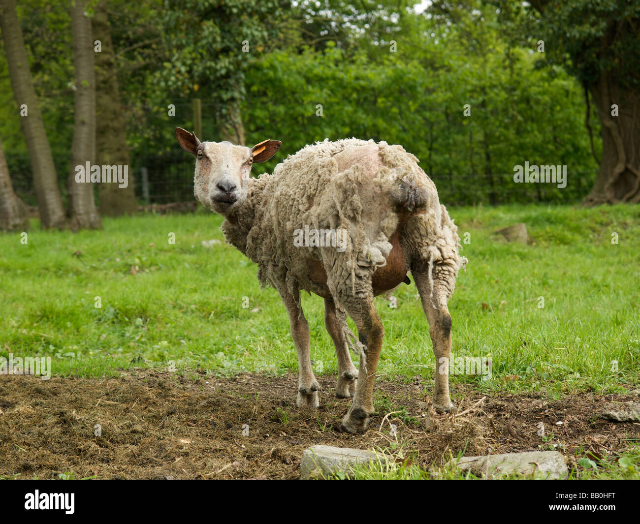 Sad looking female sheep in Oteppe Belgium Stock Photo - Alamy