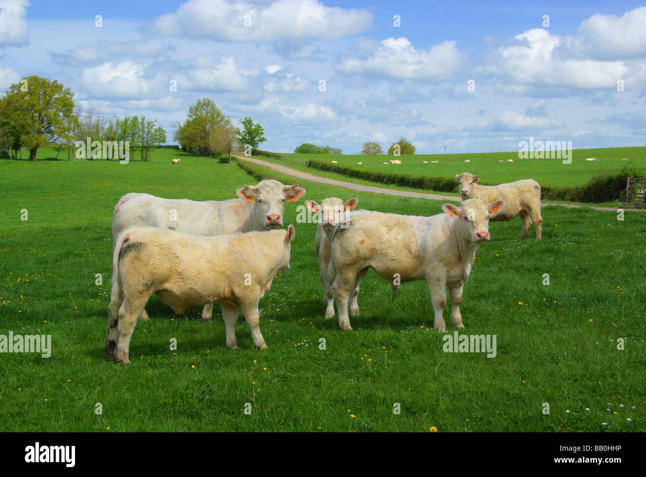 Rind cow 30 Stock Photo - Alamy