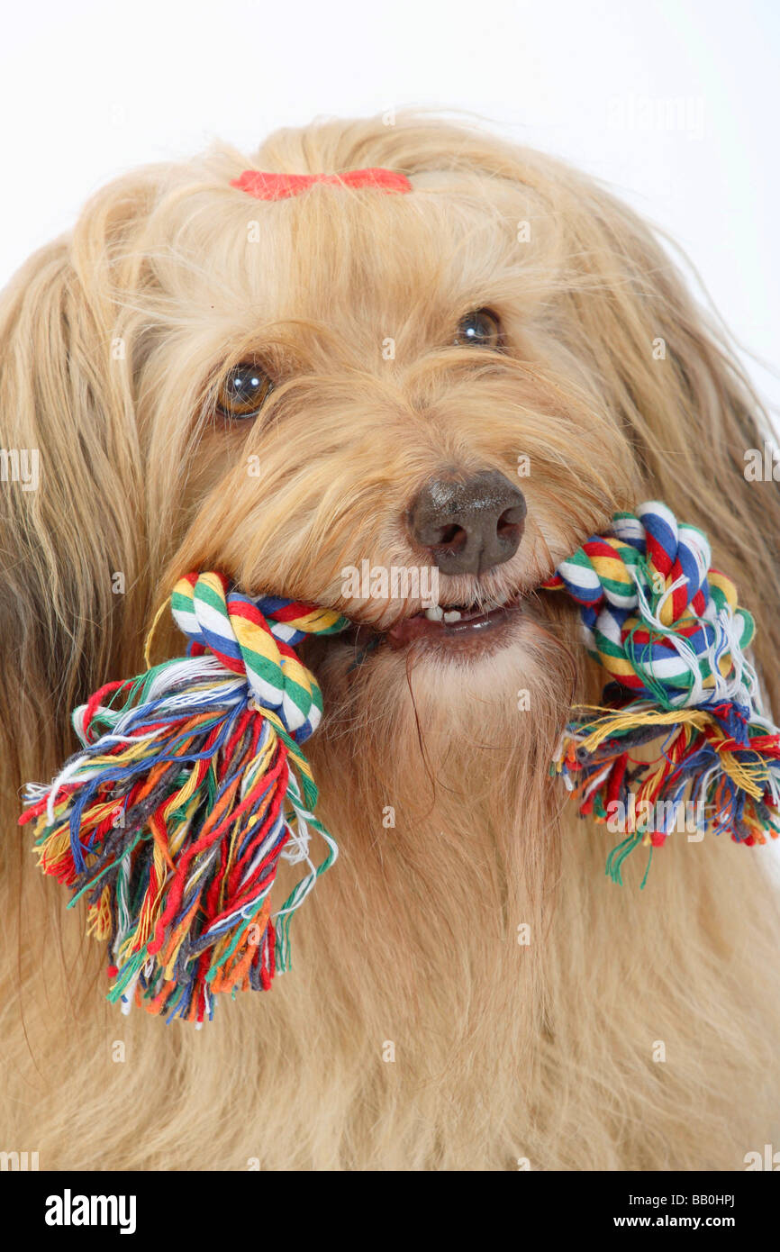 Mixed Breed Dog toy Stock Photo - Alamy