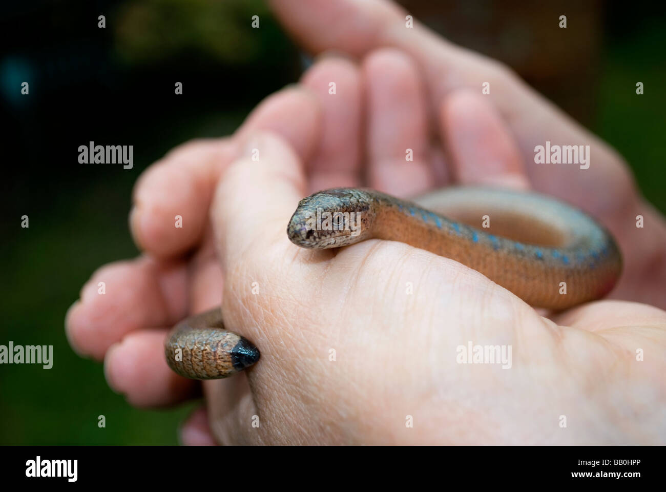 A snake in hand Stock Photo - Alamy