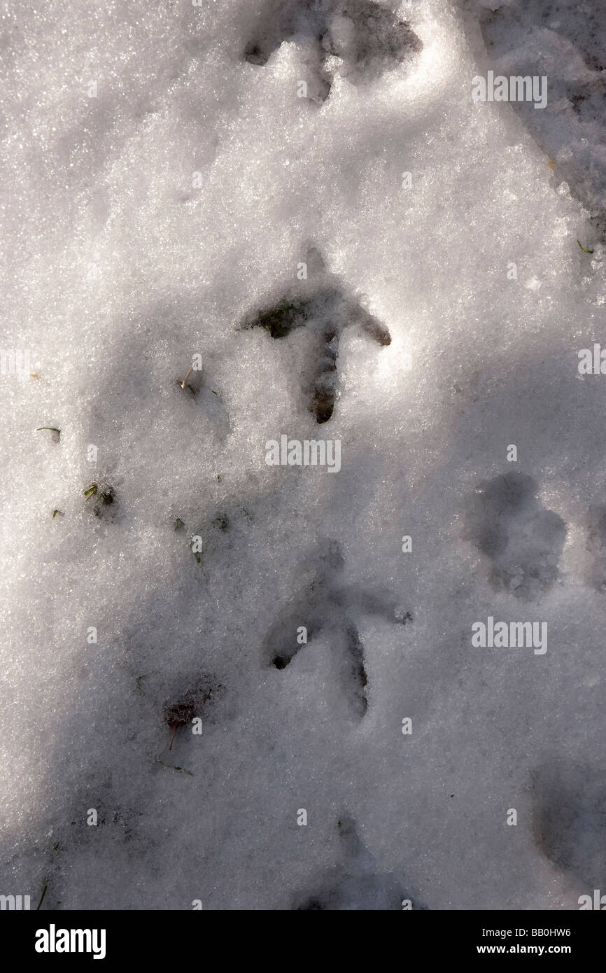 Pheasant tracks in the snow Stock Photo - Alamy