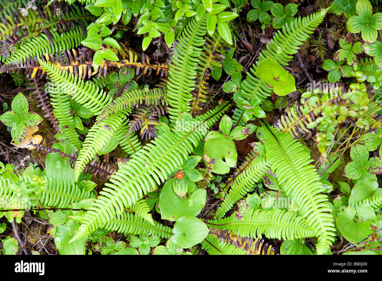 Ferns in temperate Rainforest Wetland in Pacific Rim National Park ...