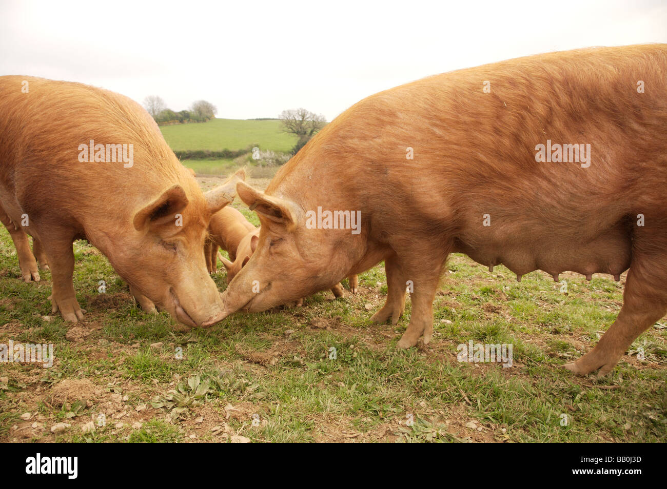 Pigs in Devon Stock Photo - Alamy