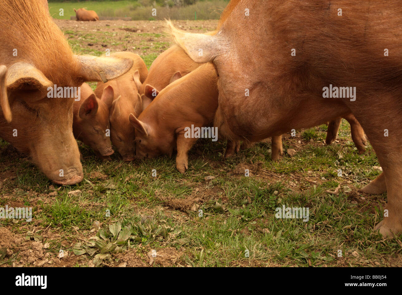 Pigs in Devon Stock Photo - Alamy