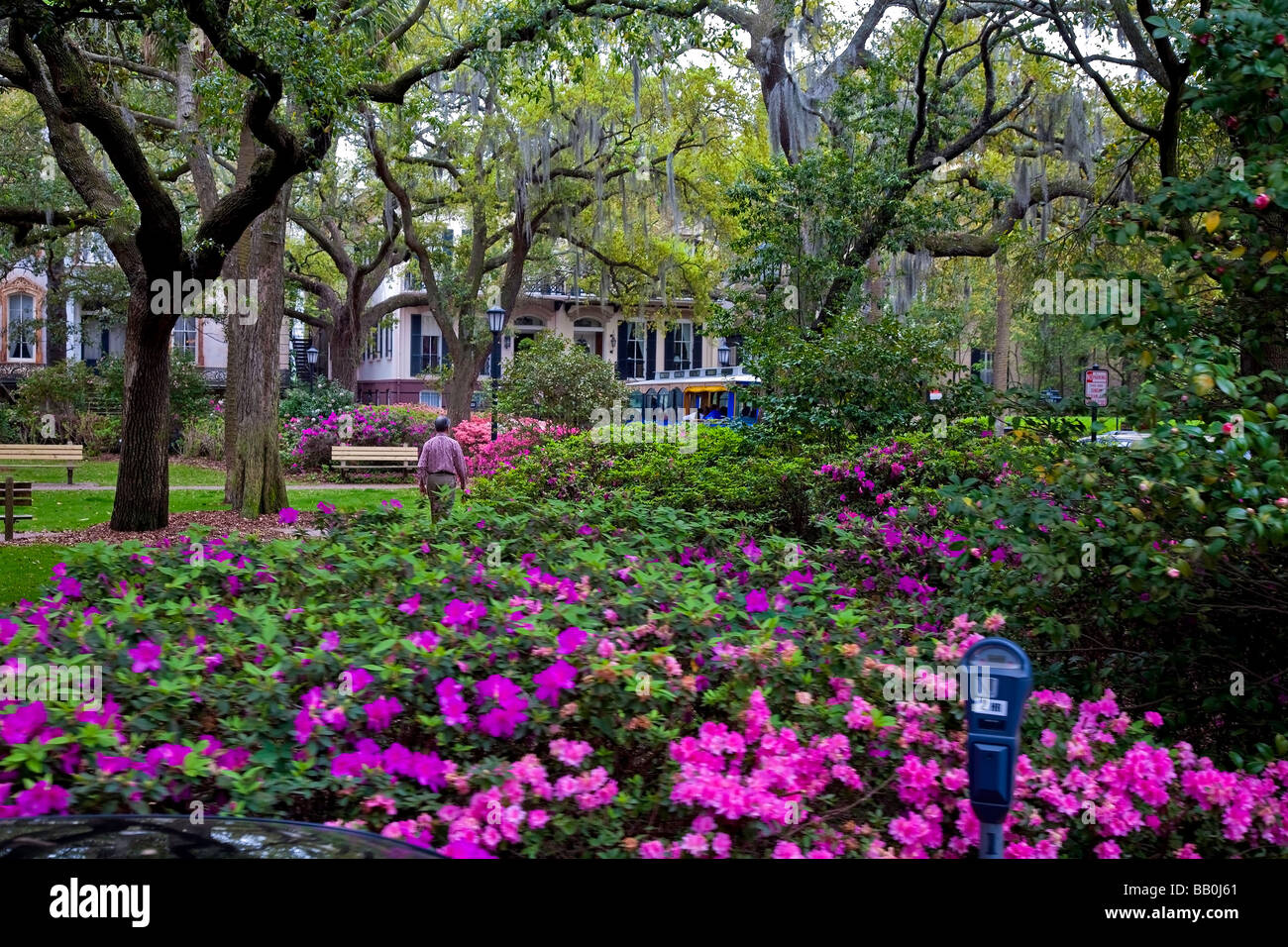 Azaleas in full bloom in one of many Historic Savannah city parks ...