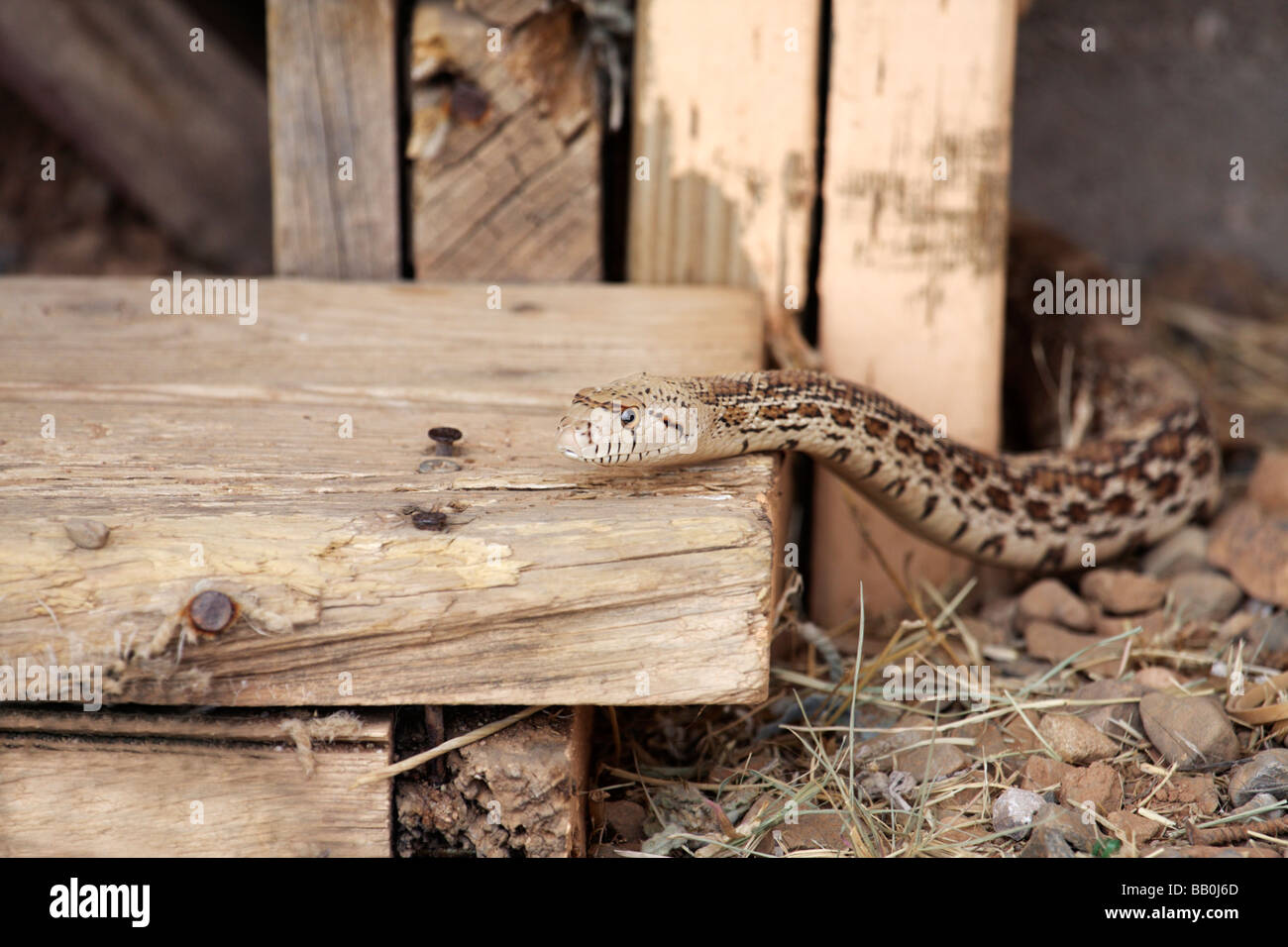 Bullsnake hi-res stock photography and images - Alamy