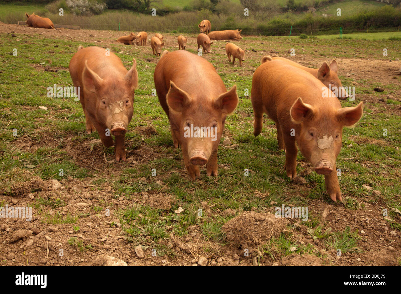 Pigs hi-res stock photography and images - Alamy