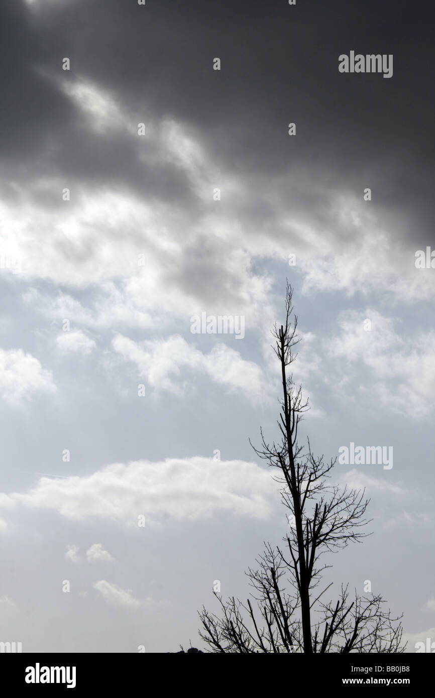 one single bare tree branches and dark moody sky Stock Photo - Alamy
