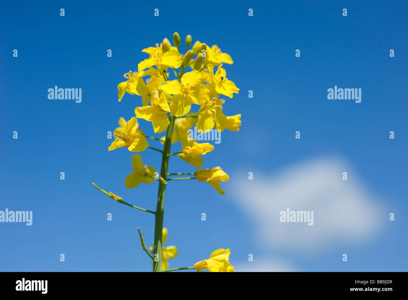 oilseed flower head Brassica Napus agriculture in Munich Upper Bavaria ...