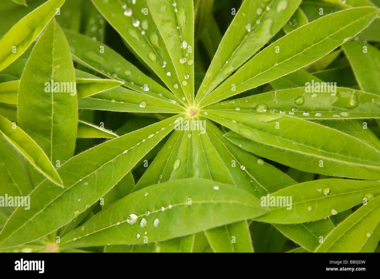 Lupin leaves hi-res stock photography and images - Alamy