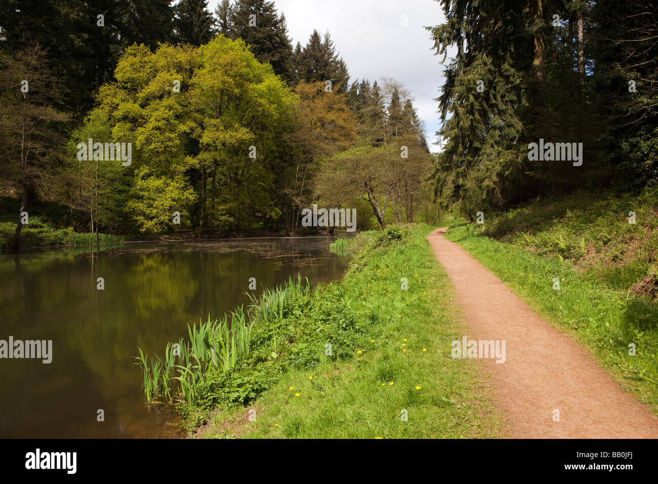UK Gloucestershire Forest of Dean Soudley Ponds Nature Reserve Stock ...