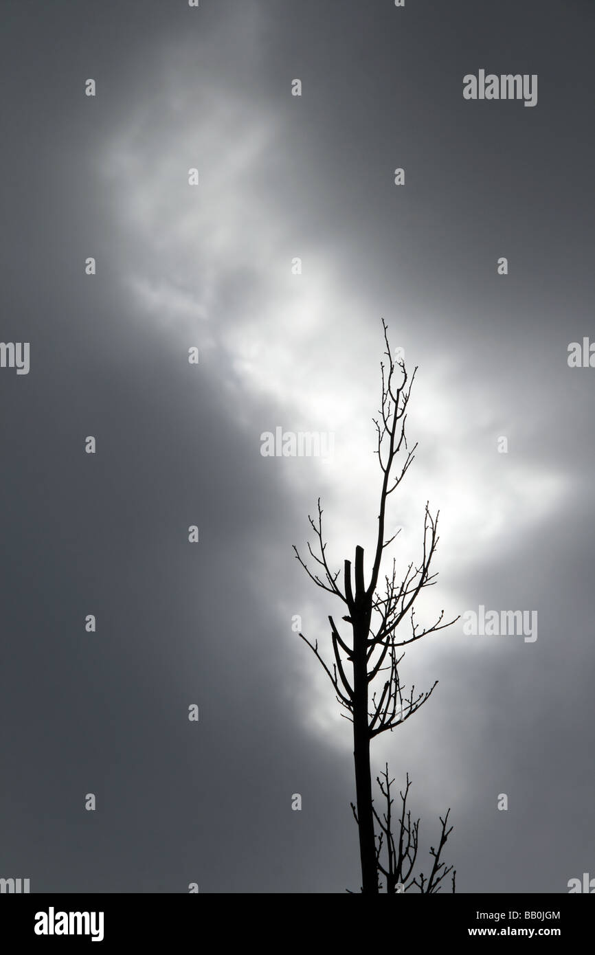 one single bare tree branches and dark moody sky Stock Photo - Alamy