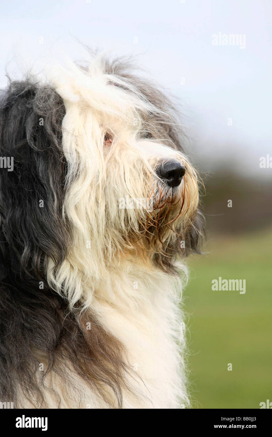 Bobtail Old English Sheepdog Stock Photo - Alamy