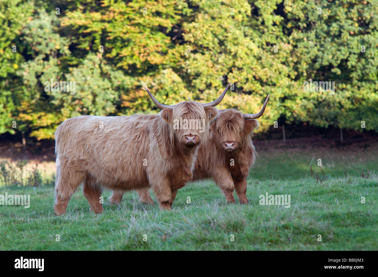 British Hightland Cattle Stock Photo - Alamy