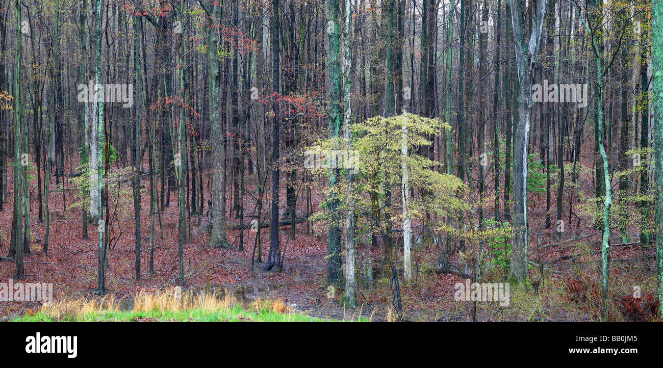 A Panorama Of Autumn Trees In The Late Fall Season Stock Photo - Alamy