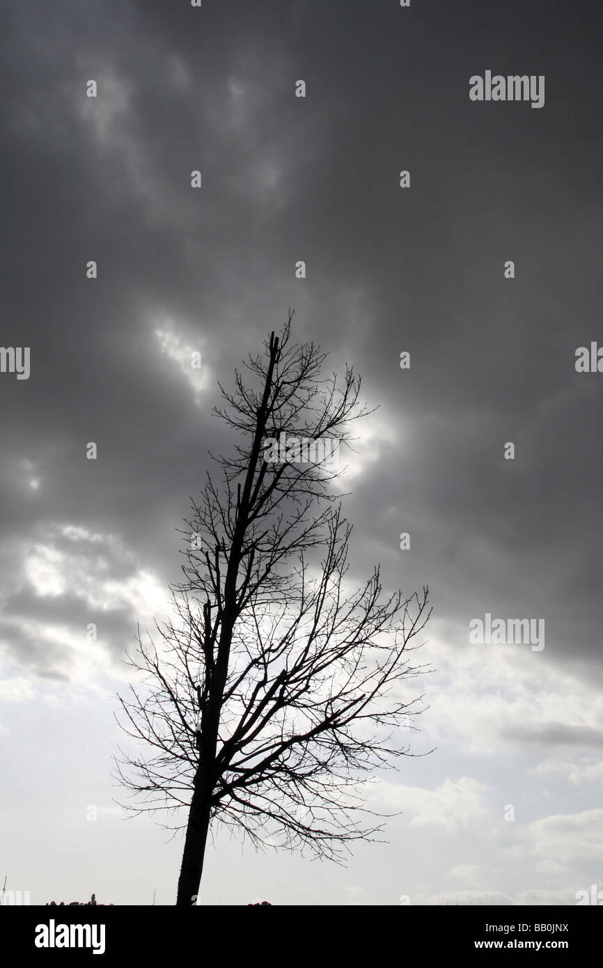 one single bare tree branches and dark moody sky Stock Photo - Alamy