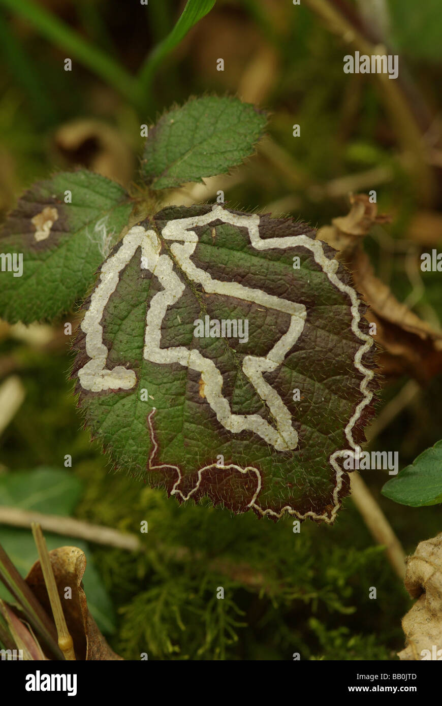 Bramble leaf miner moth hi-res stock photography and images - Alamy