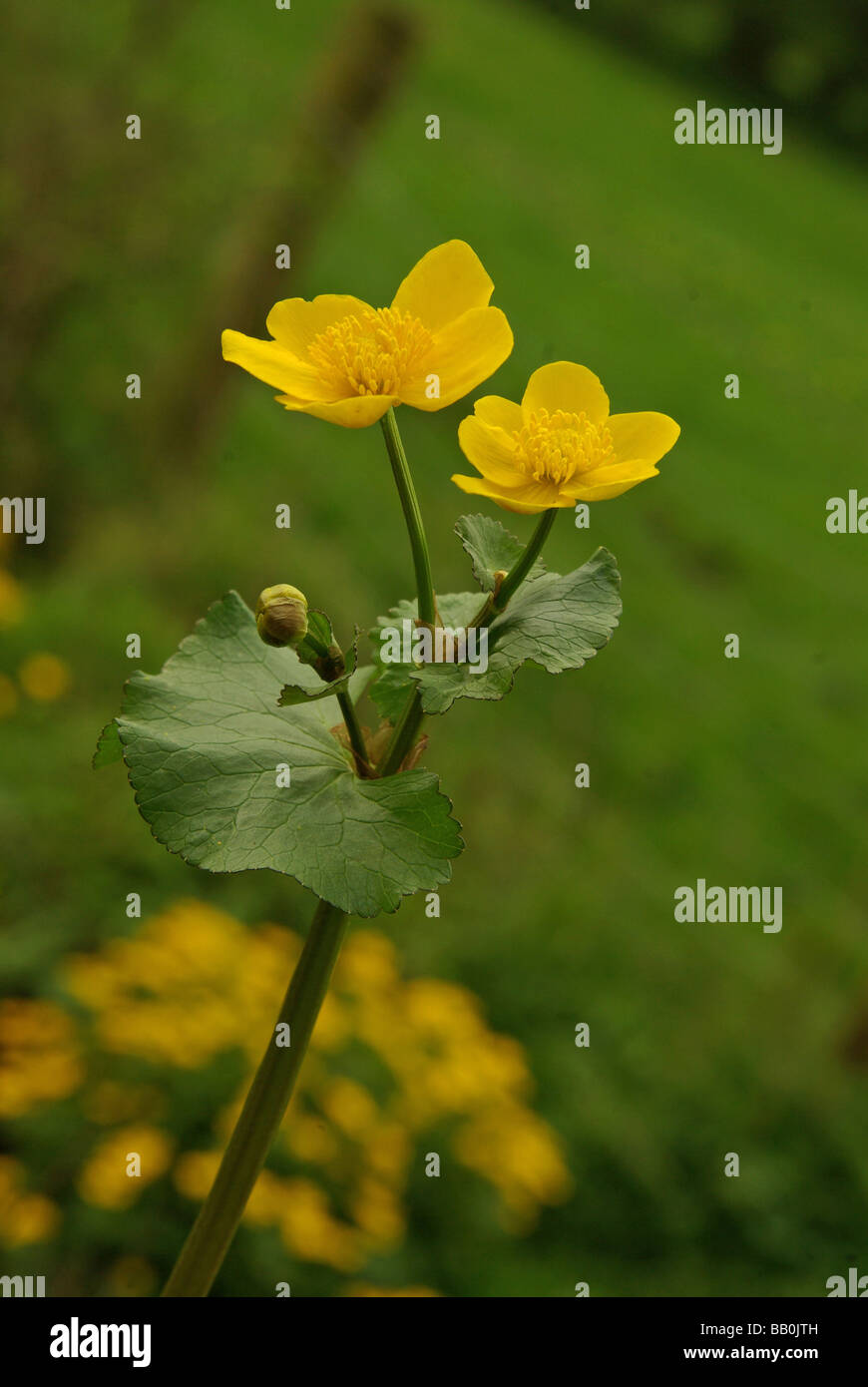 Marsh marigold caltha palustris hi-res stock photography and images - Alamy