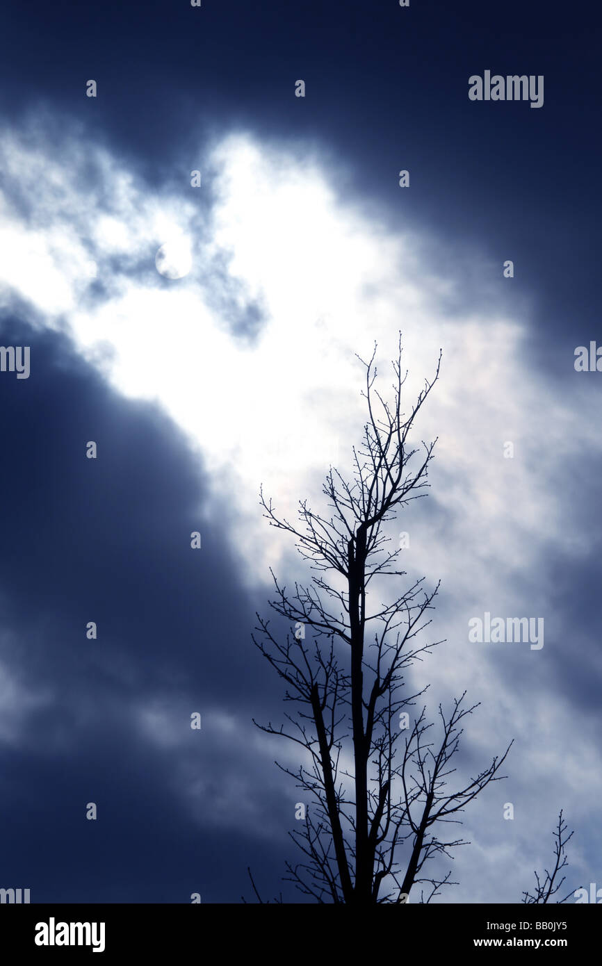 one single bare tree branches and dark moody sky Stock Photo - Alamy