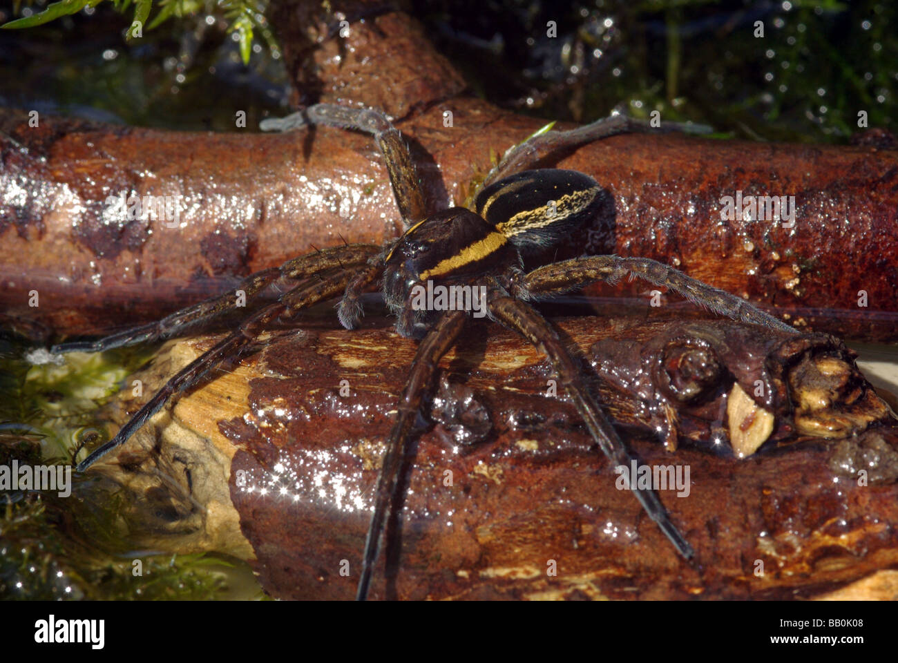 The raft spider - Dolomedes fimbriatus Stock Photo - Alamy