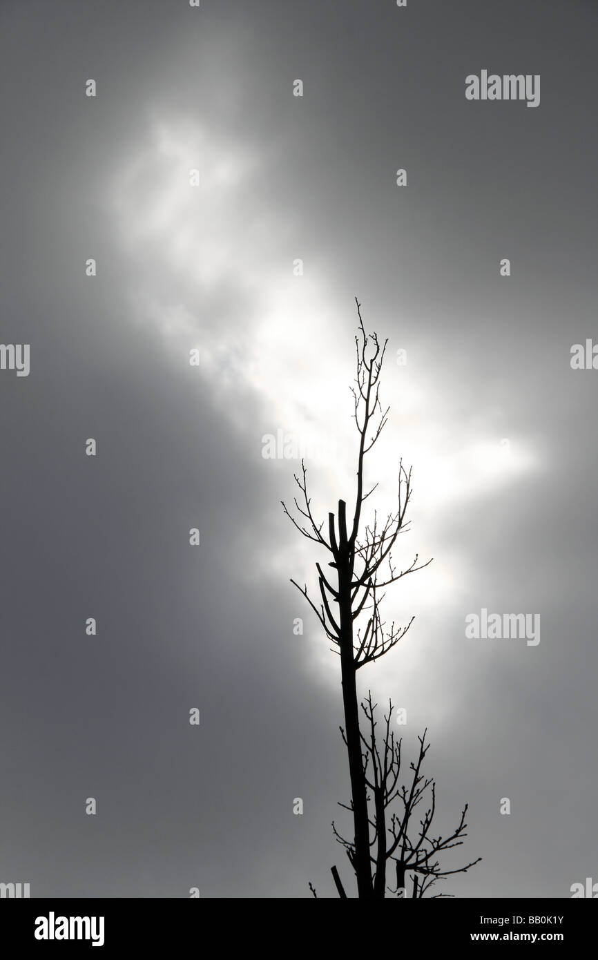 one single bare tree branches and dark moody sky Stock Photo - Alamy